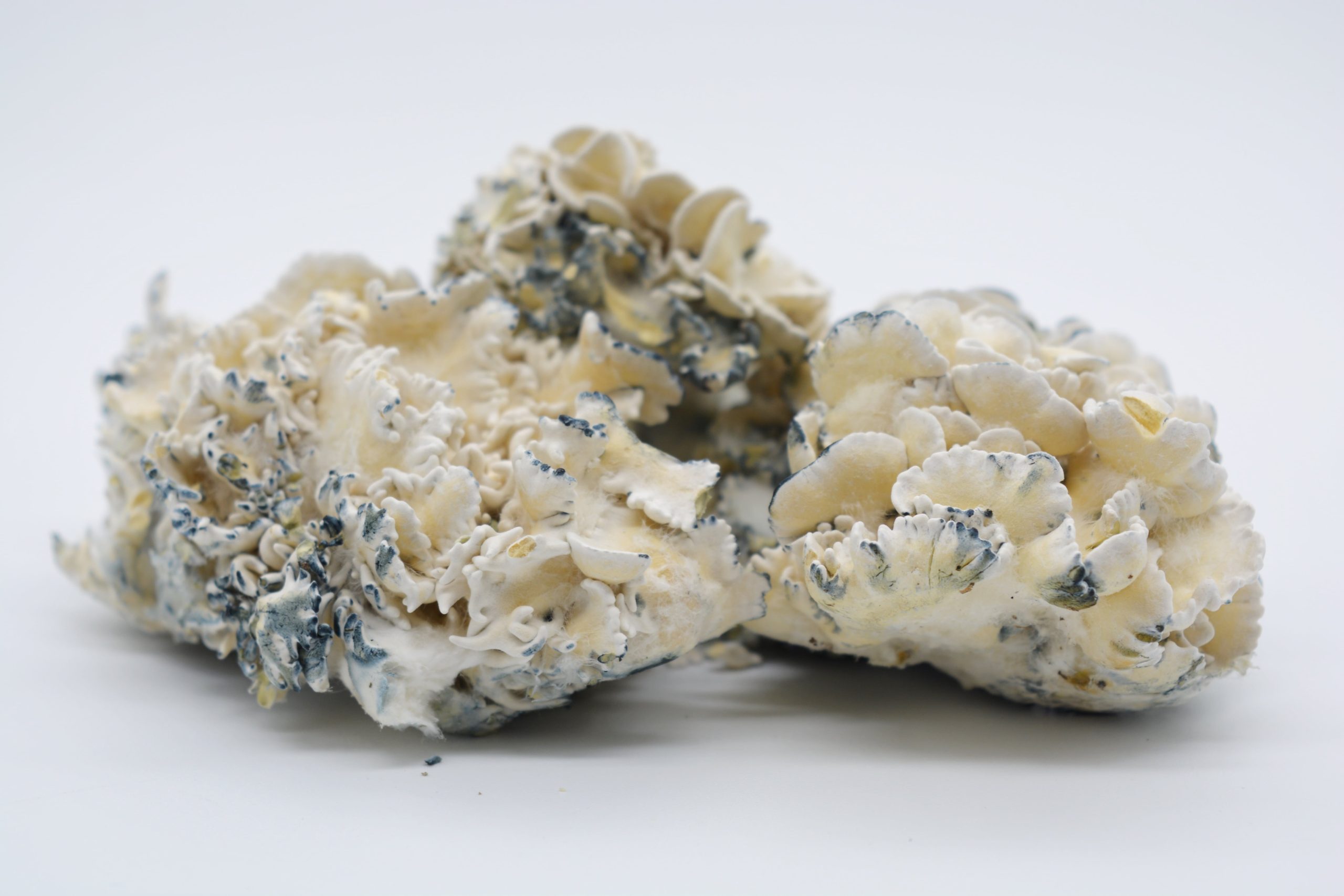 The Enigma Mushroom: A Rare Psilocybe Cubensis Phenotype - Stem Chocolate